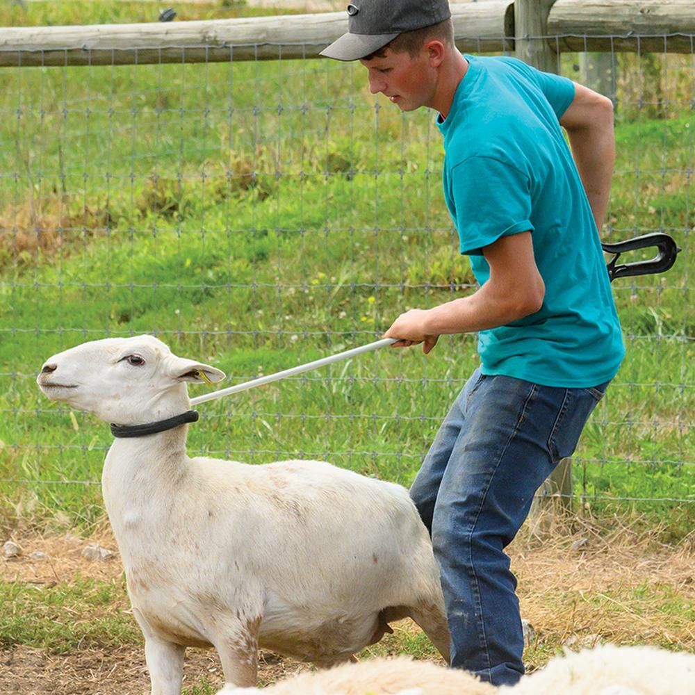 Shepherds Crook Super Crook – Pet And Farm