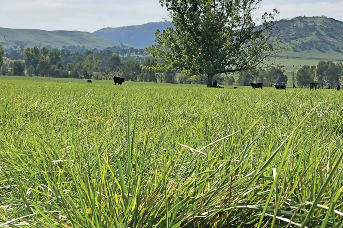 Demeter Fescue Uncert Seed – Pet And Farm
