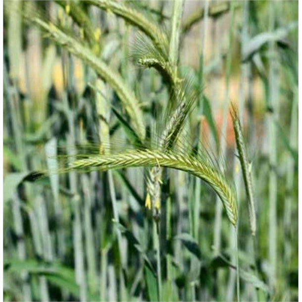 Rye Corn Seed – Pet And Farm
