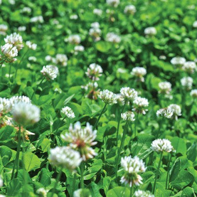 Haifa White Clover Coated Seed – Pet And Farm