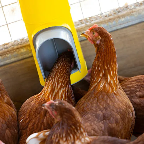 Bainbridge Chook Towers Feeder – Pet And Farm