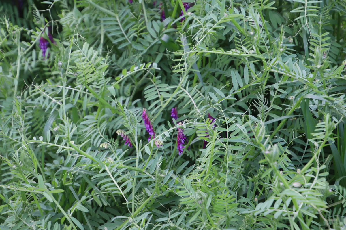 Woolly Pod Vetch (Hard Seeded) – Pet And Farm