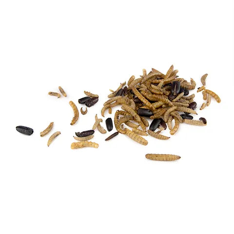 Bainbridge Dried Bug Mix – Pet And Farm