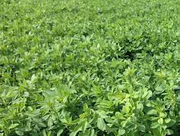 Aurora Lucerne Seed Coated – Pet And Farm